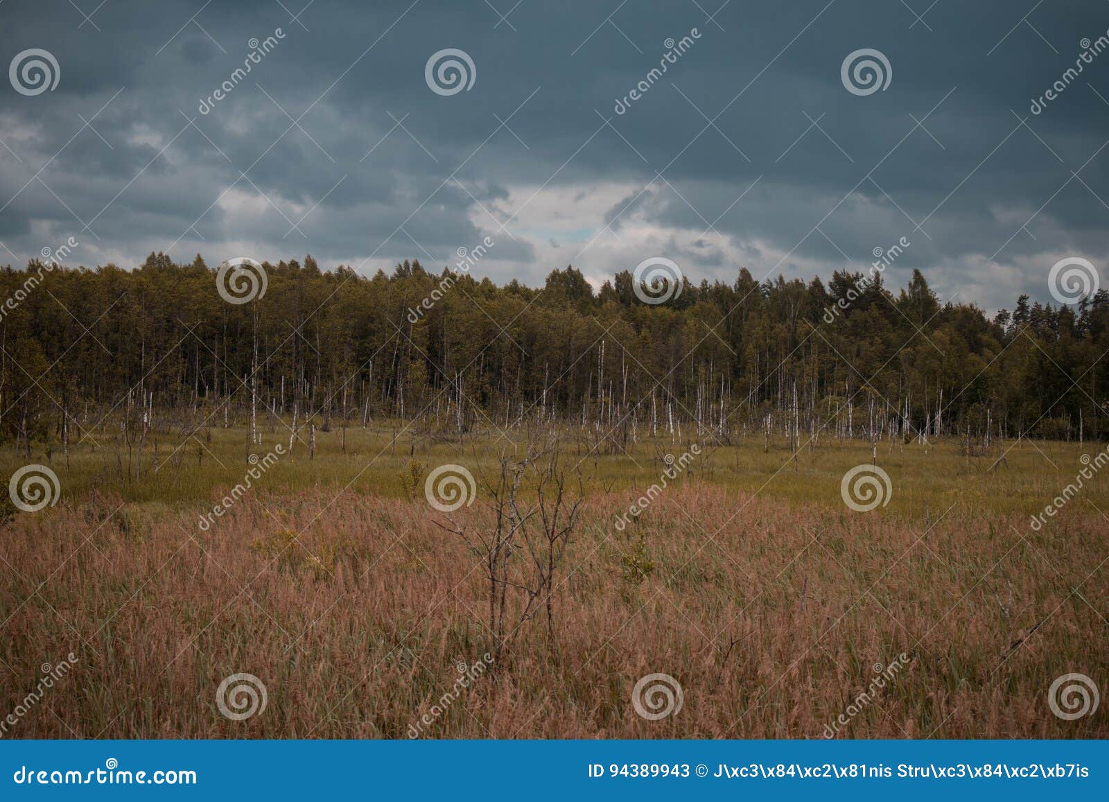 Rotten Birch Trunks in the Field with the Forest in the Background and ...
