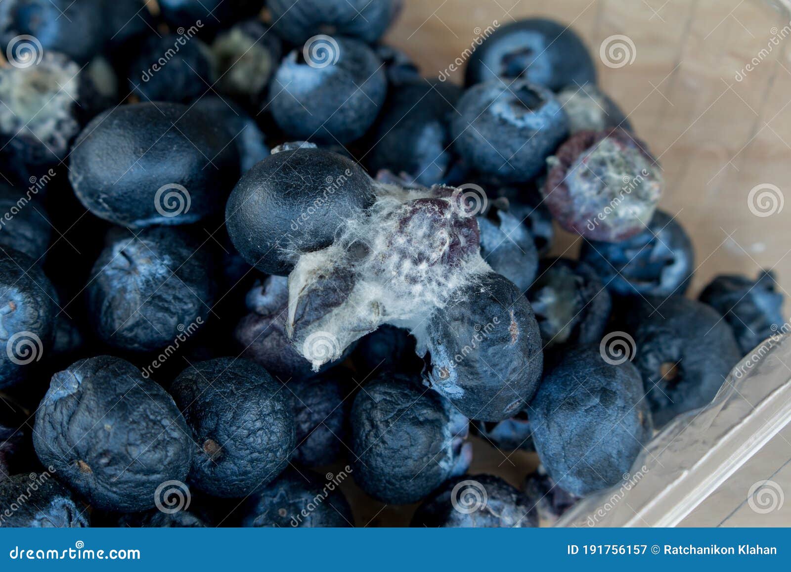 Rotten Blueberry, Blueberry Went Mouldy Stock Image - Image of macro ...