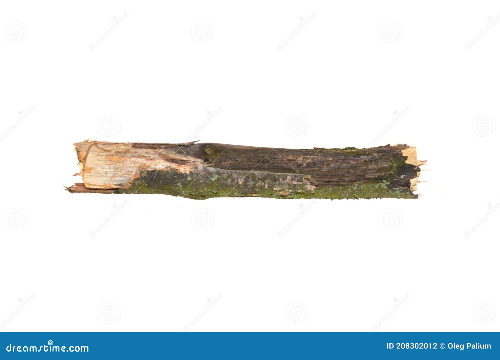 Rotten Branch Isolated on White Background Stock Photo - Image of ...