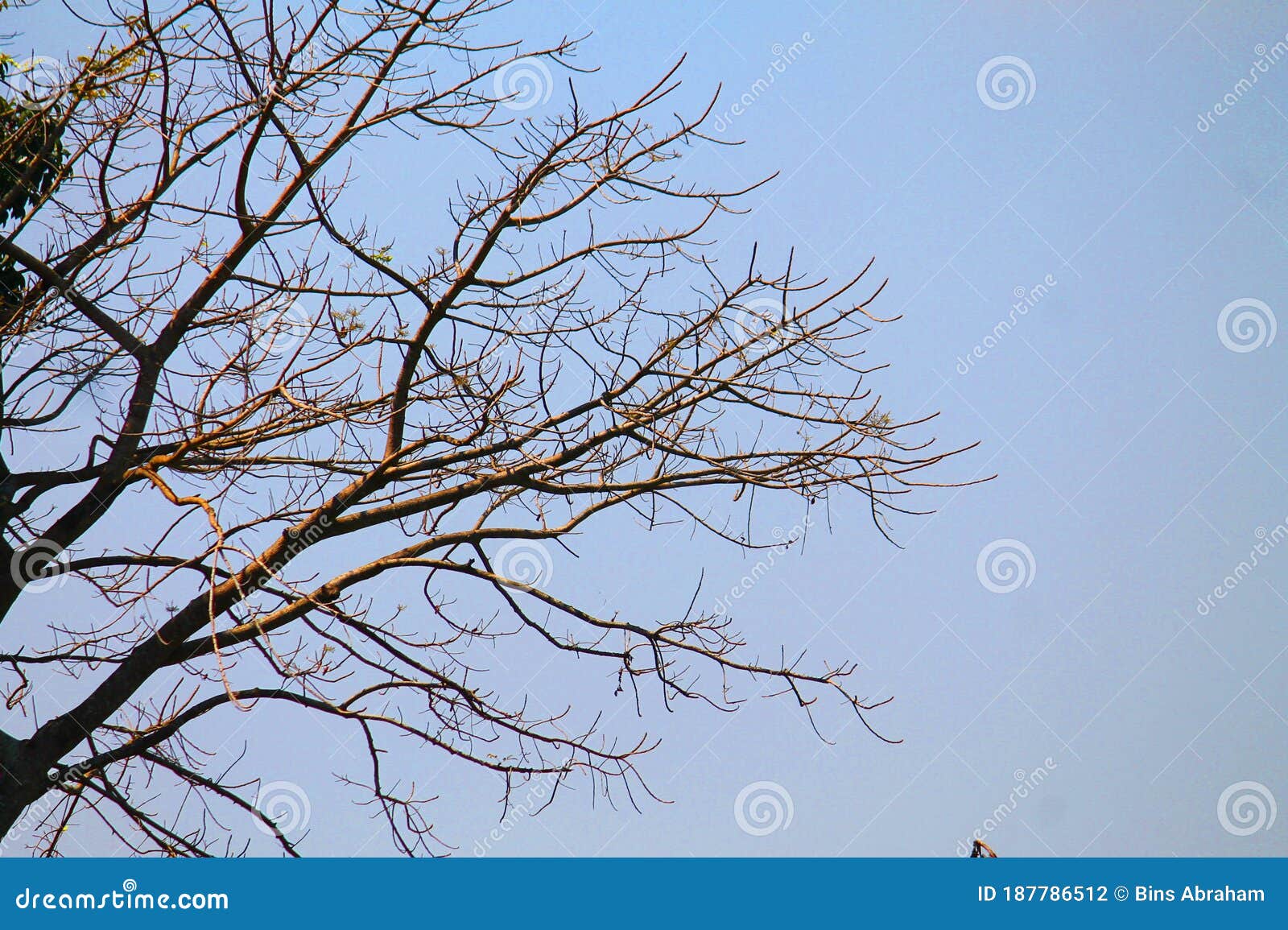 Rotten branches of a tree stock photo. Image of tree - 187786512