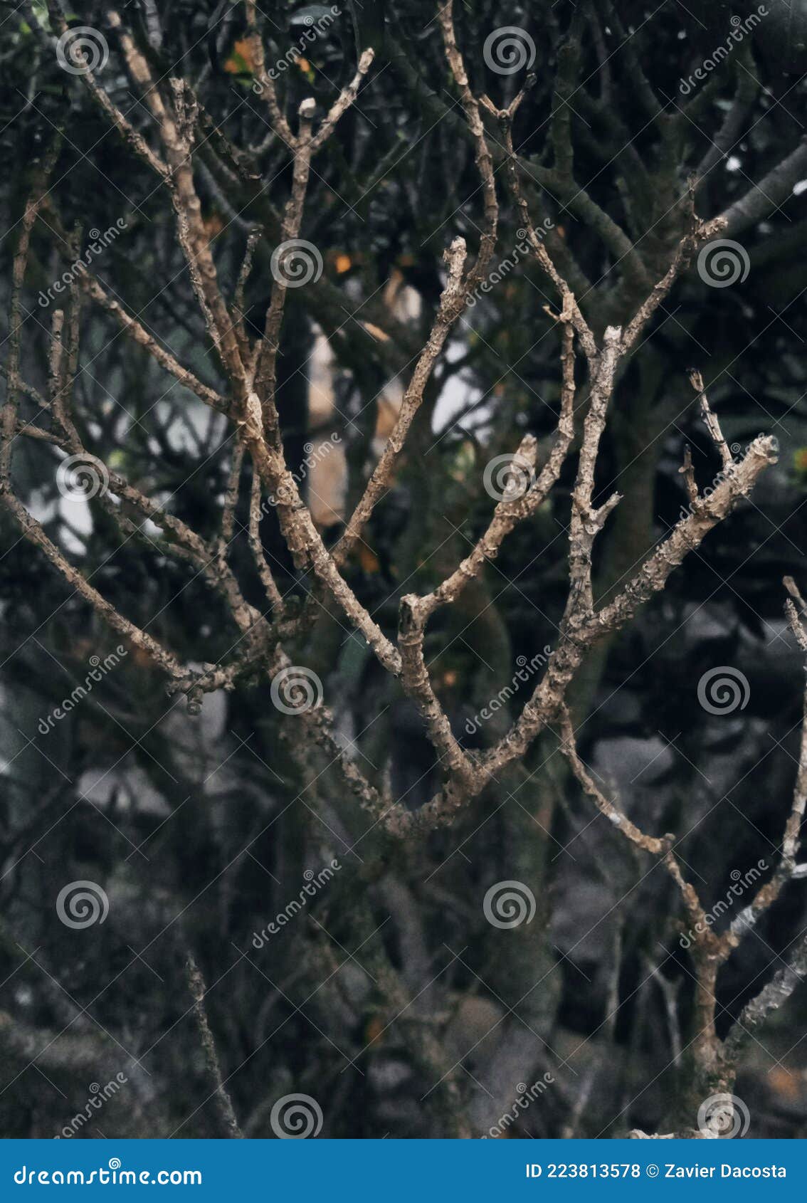 Rotten Branches of Tree Twigs Stock Photo - Image of tree, twigs: 223813578
