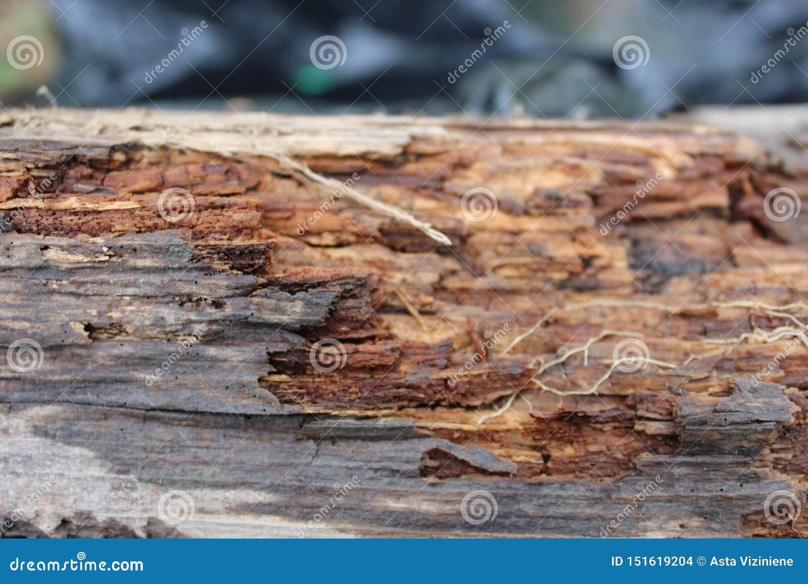 Rotten Brown Bark in Spring Stock Photo - Image of bark, sprng: 151619204
