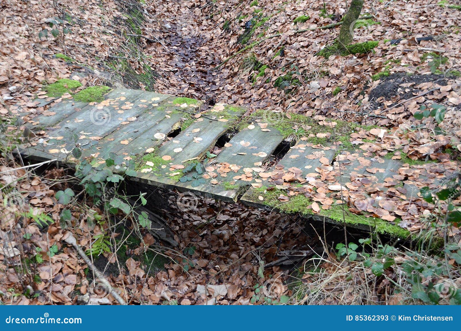 Rotten Bridge stock image. Image of crossing, forest - 85362393