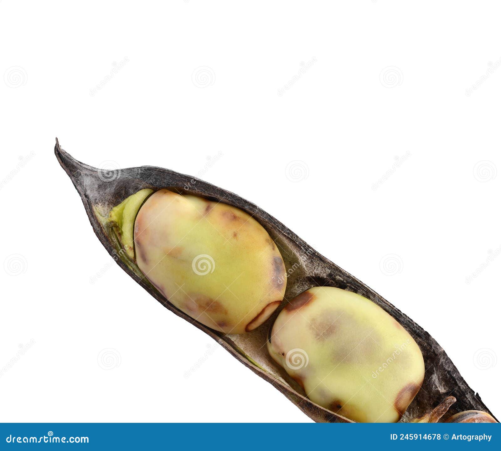 Rotten broad bean stock photo. Image of broad, seed - 245914678