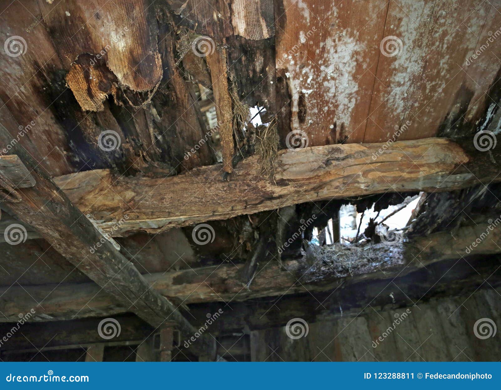 Rotten and Broken Ceiling of an Old Abandoned House with the Ris Stock ...