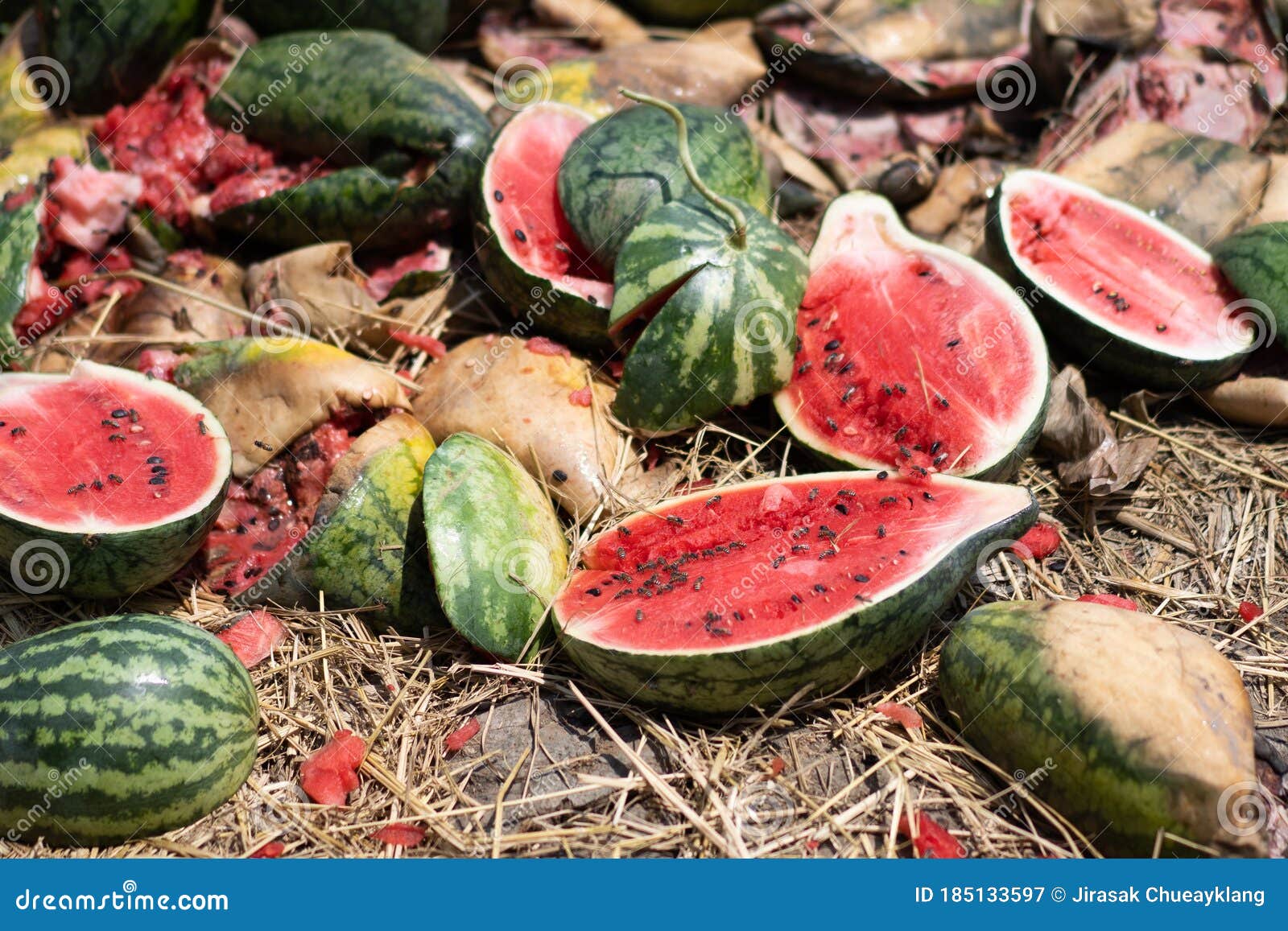 Watermelons,Rotten and Broken Watermelons.a Pile of Rubbish Full of ...