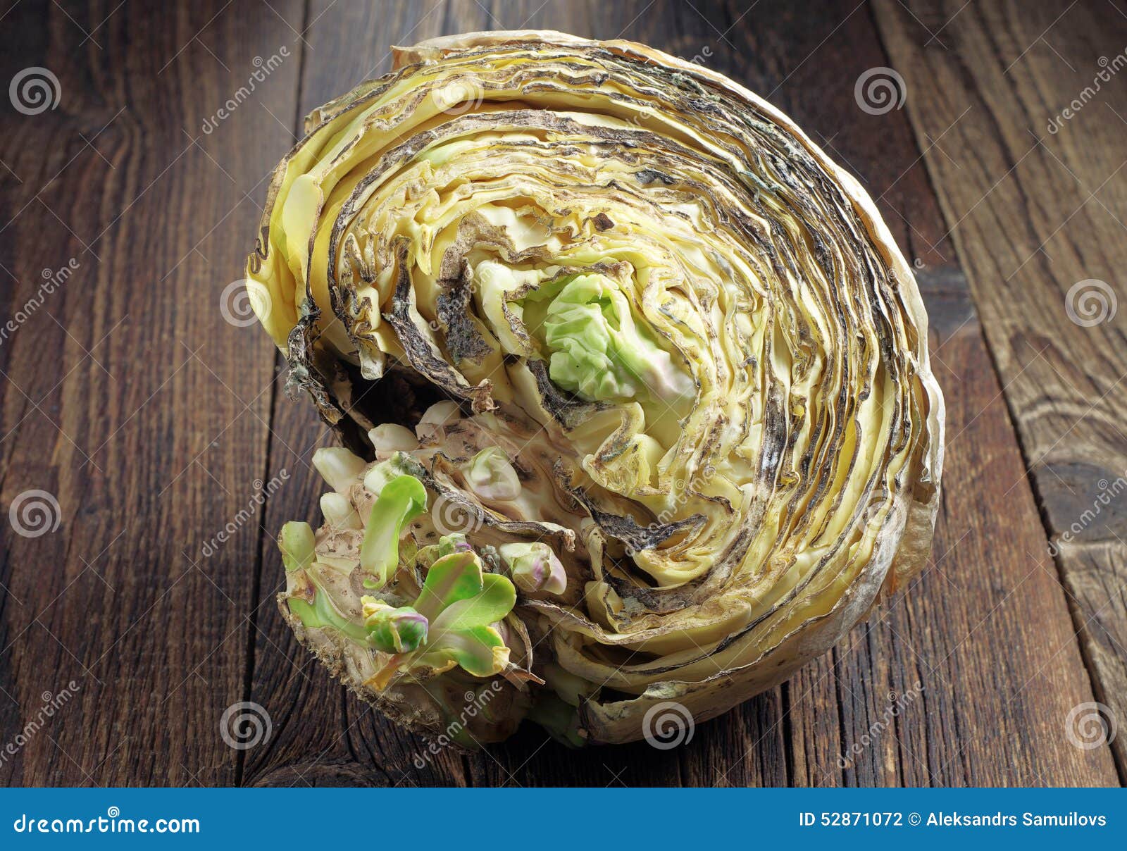 Rotten cabbage stock photo. Image of garbage, wizen, organic - 52871072