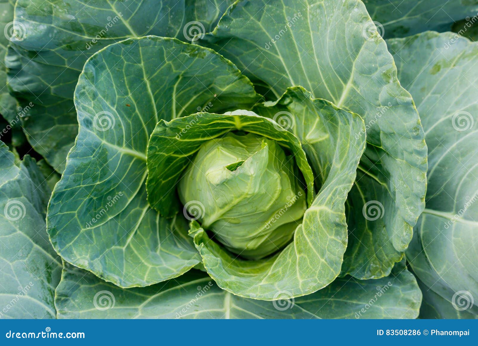 Rotten Cabbage from Insect Bite, Green Yellow Cauliflower Vegetable ...