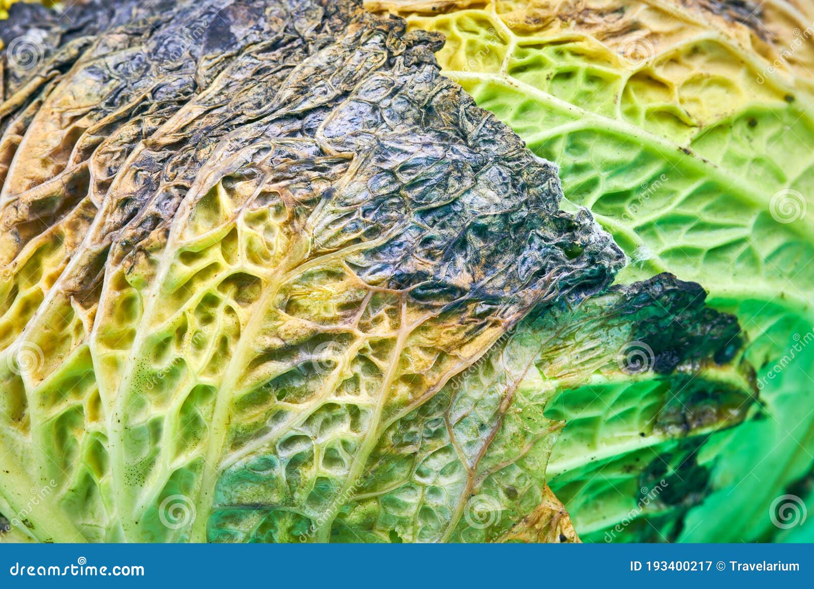Rotten Cabbage, Green Background Royalty-Free Stock Photography ... Rotten Cabbage, Green Background Royalty-Free Stock Photography ...