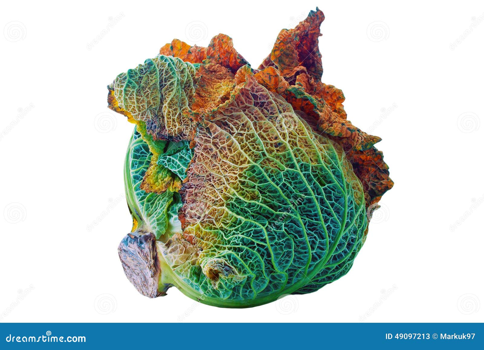 Rotten Cabbage stock image. Image of hygiene, path, isolated - 49097213