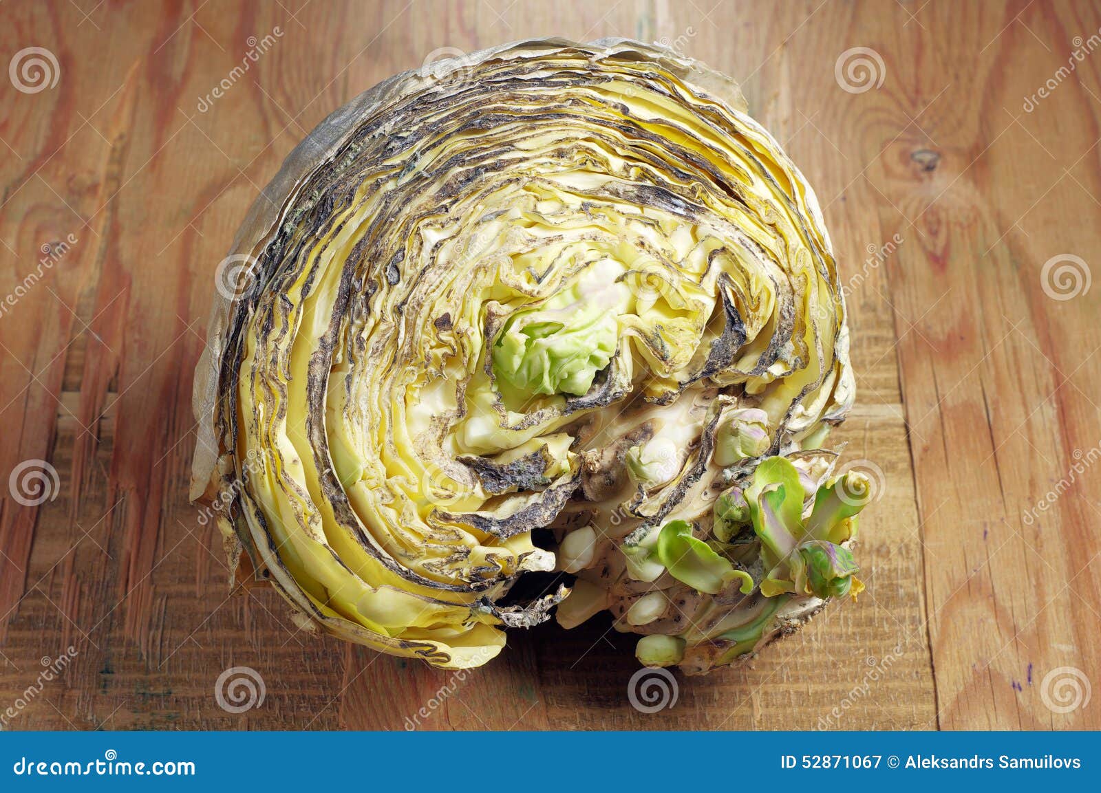 Rotten cabbage stock image. Image of moldy, vegetable - 52871067