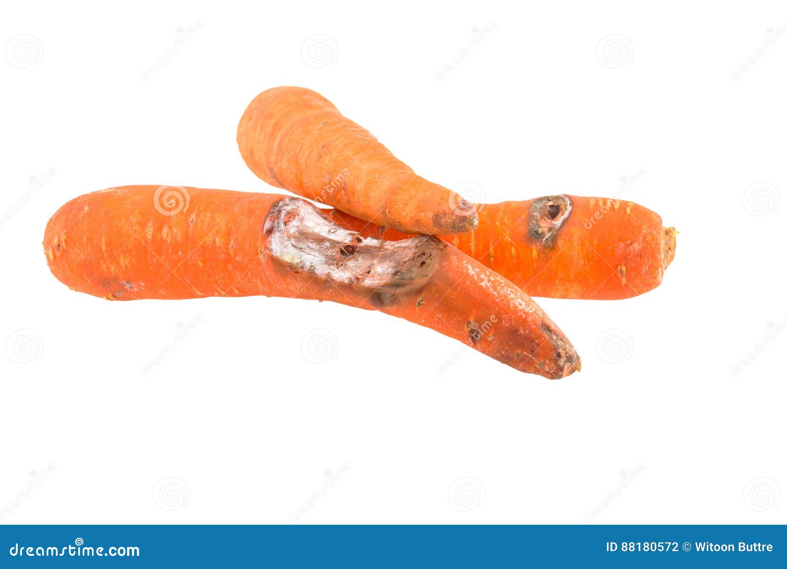 Rotten Carrot Isolated Stock Image | CartoonDealer.com #88674601