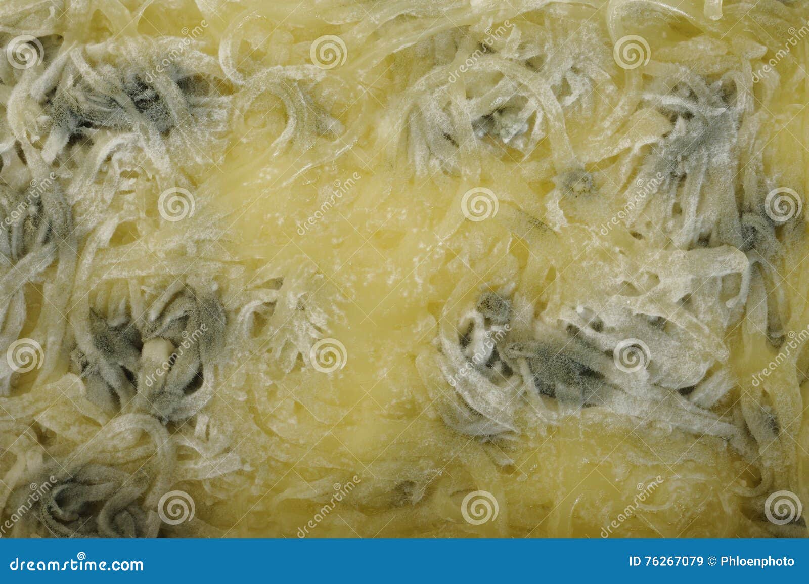 Rotten cheese background stock image. Image of death - 76267079