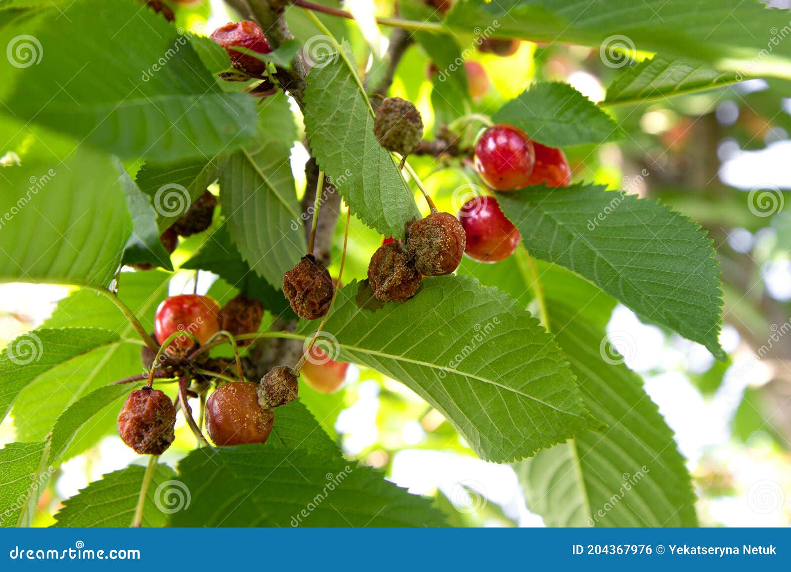 Rotten Cherries. the Cherries Have Gone Bad Stock Photo - Image of ...
