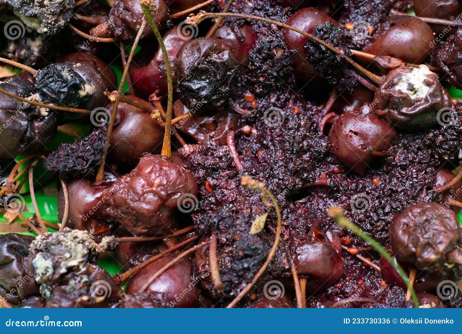Rotten Cherries Macro Texture of Missing Cherries Stock Photo - Image ...