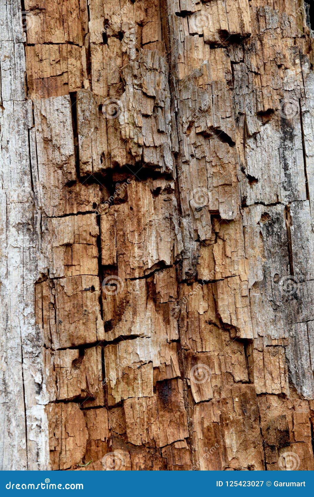 Rotten Chestnut Trunk with Cork Texture Stock Image - Image of colors ...