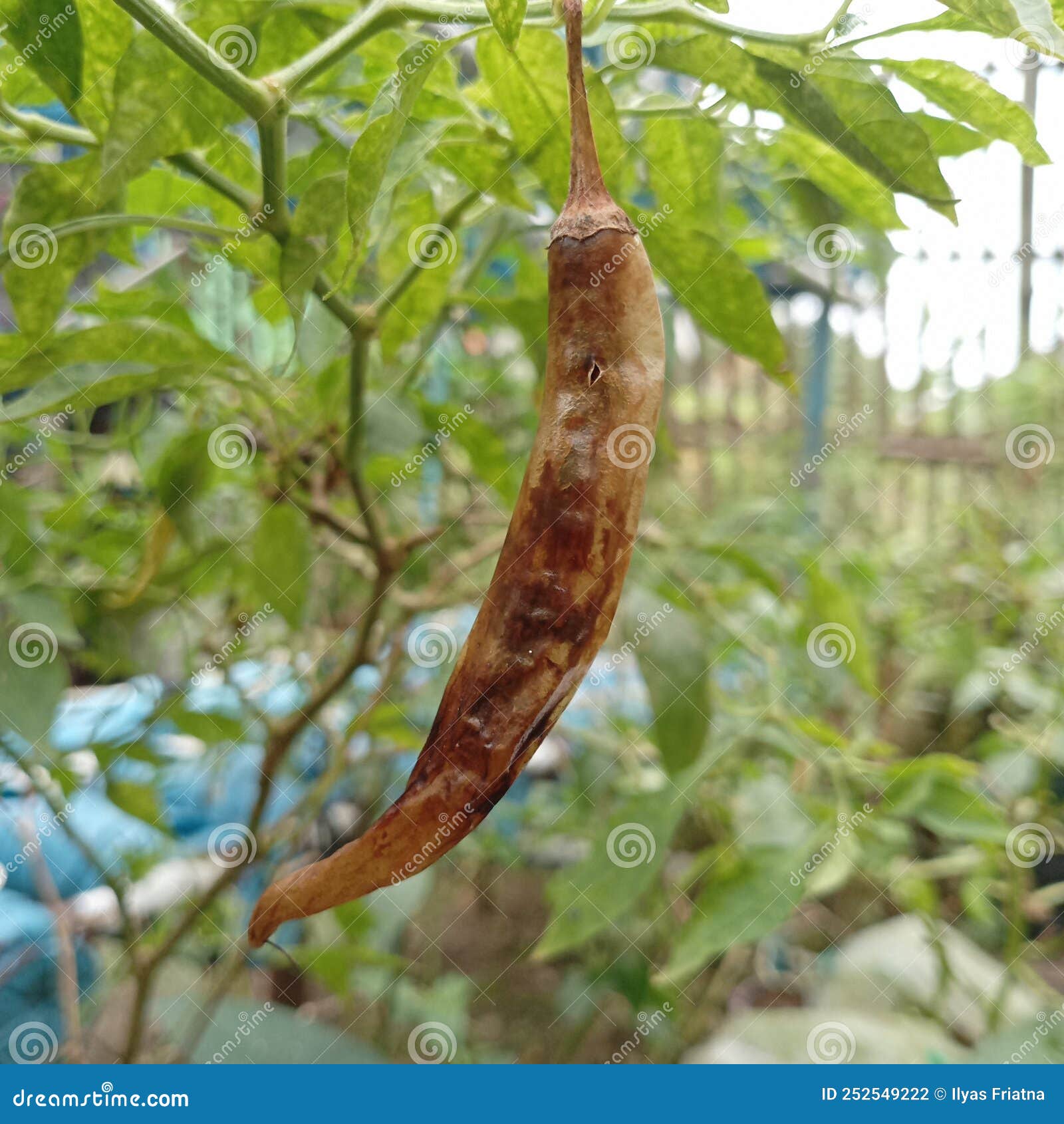 Rotten Chili or Crop Failure Stock Photo - Image of leaf, color: 252549222