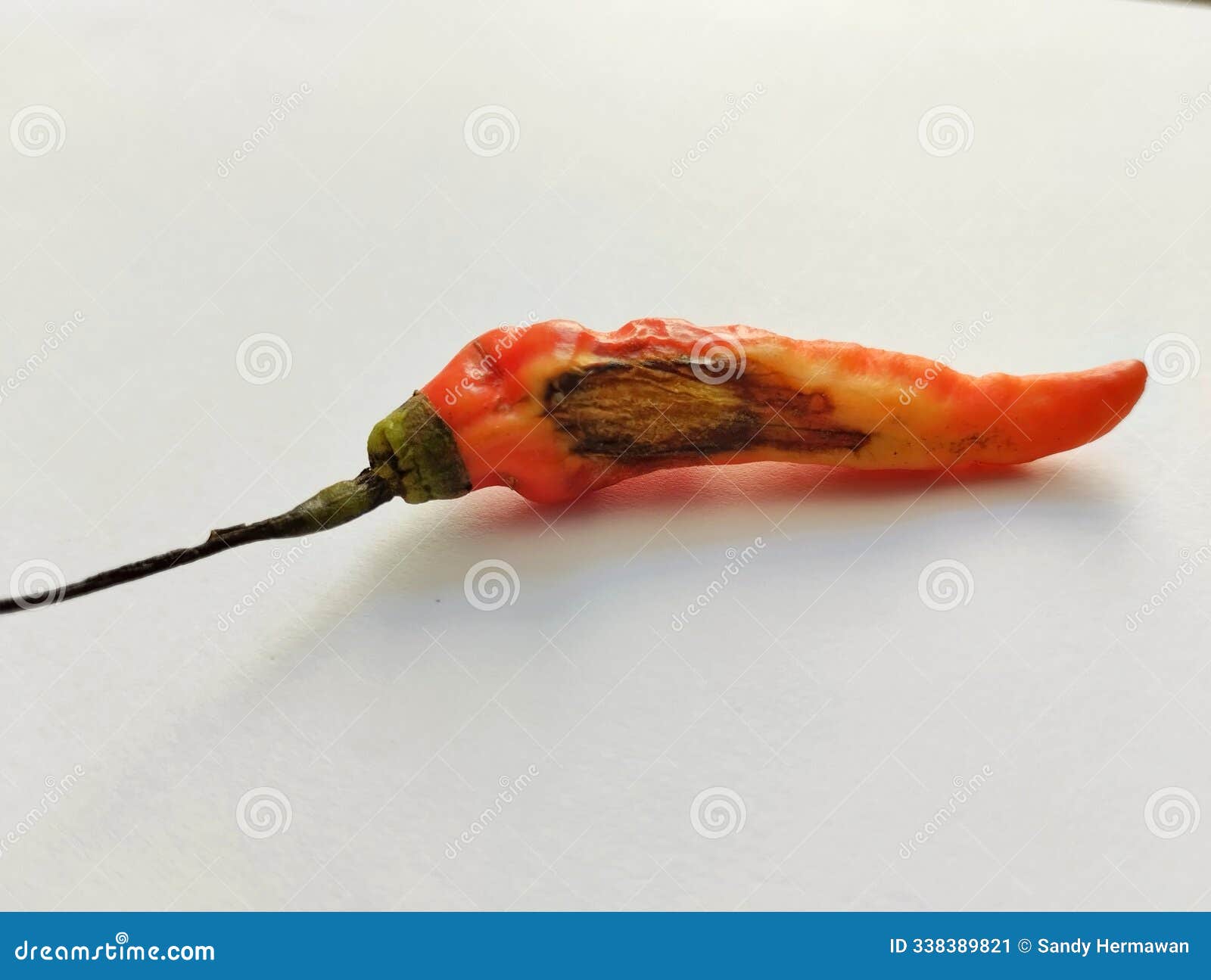 Rotten chili stock image. Image of gardening, growth - 338389821