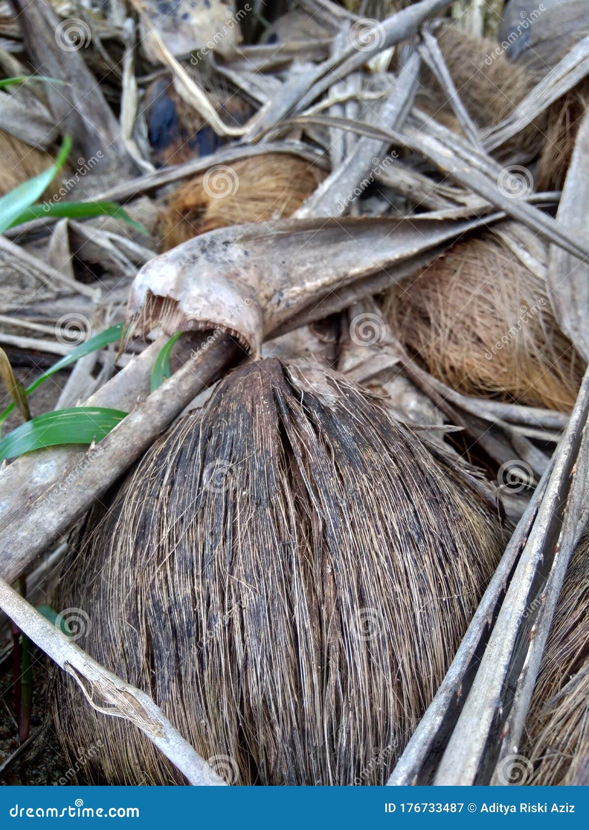 Rotten Coconut with Natural Background Stock Image - Image of leaf ...