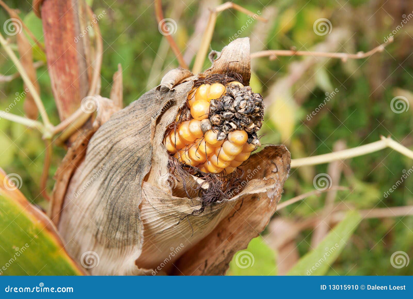 Rotten corn cob stock photo. Image of grow, corn, farming - 13015910