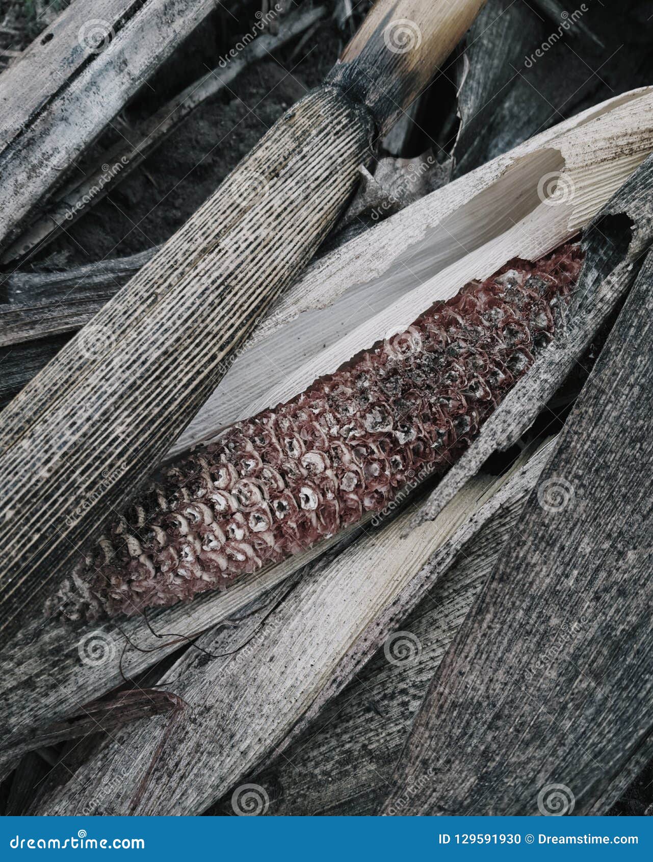 Rotten Corn Cob Stock Photography | CartoonDealer.com #13015910