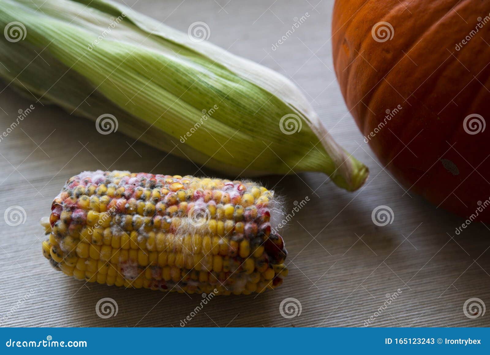 Rotten Corn Cob Stock Photography | CartoonDealer.com #13015910