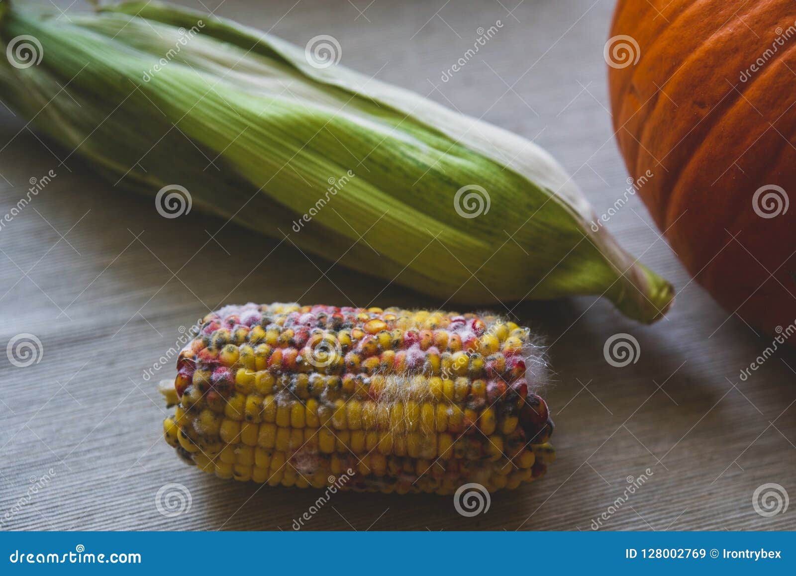 Rotten Corn on the Table Next To the Pumpkin Stock Image - Image of ...