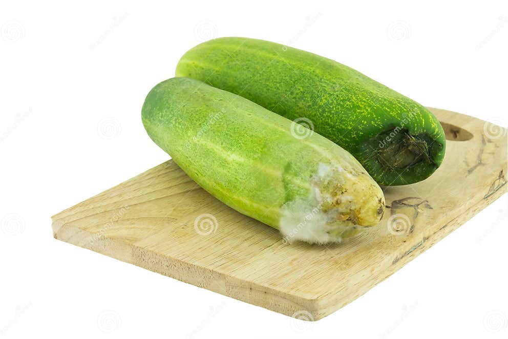 Rotten Cucumber Isolated on the White Stock Image - Image of depraved ...