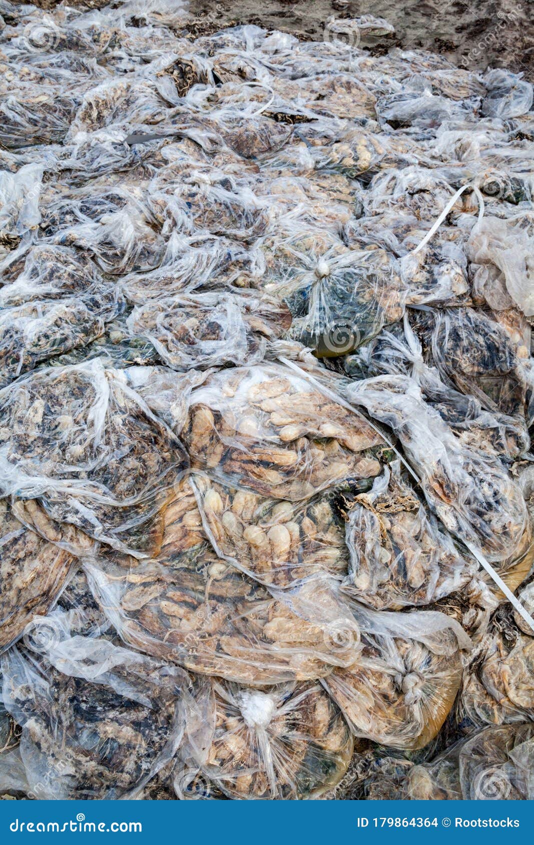 Rotten Cucumbers in Plastic Sacks Stock Photo - Image of decay, moldy ...