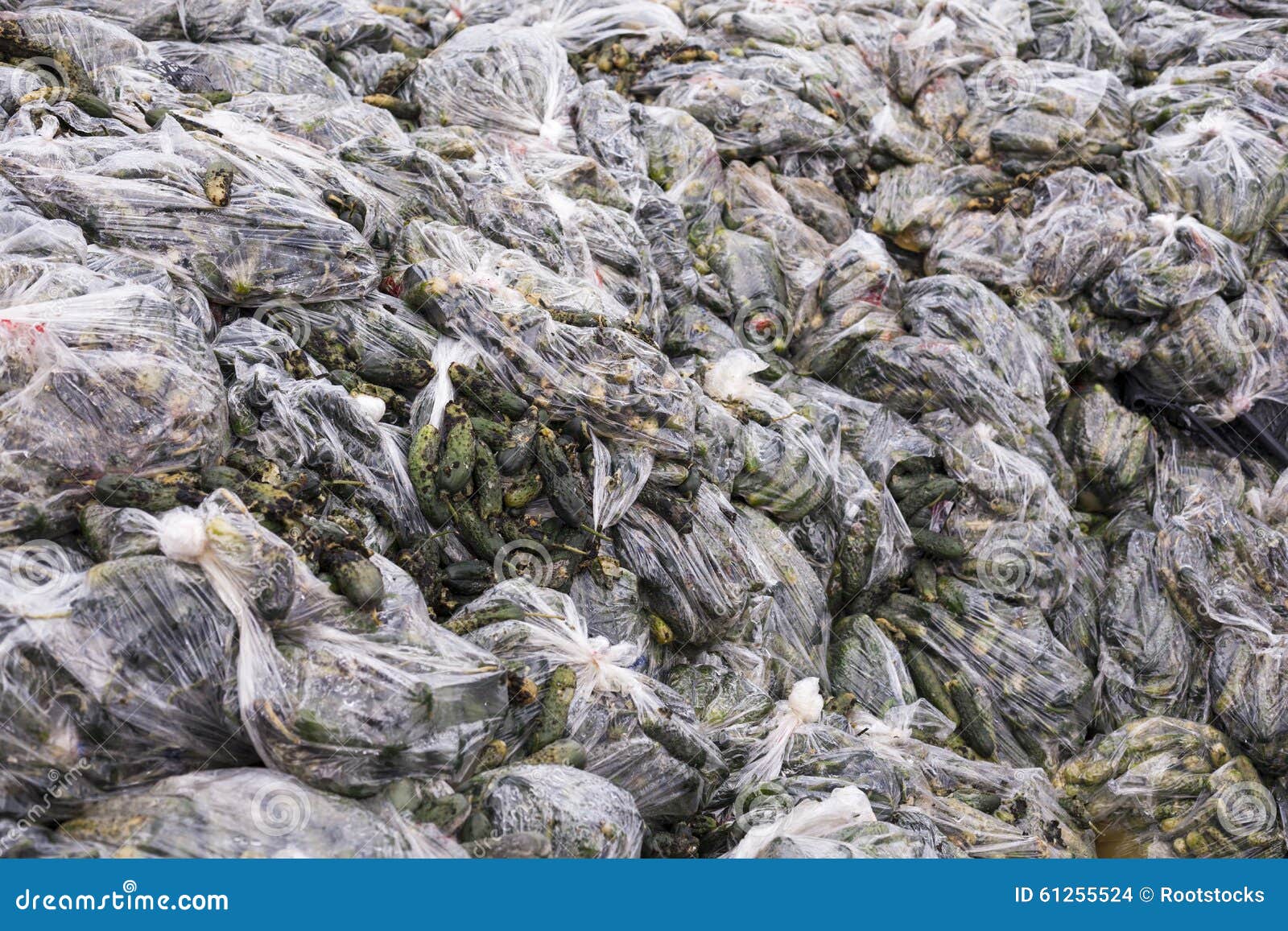 Rotten Cucumbers in Plastic Sacks on the Landfill Stock Photo - Image ...