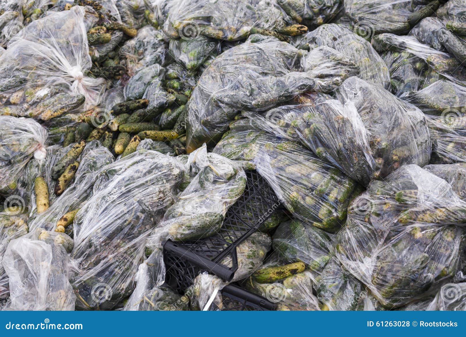Rotten Cucumbers in Plastic Sacks on the Landfill Stock Photo - Image ...