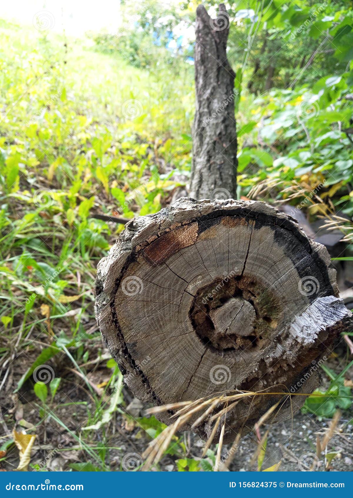 Cut of an old tree trunk stock image. Image of background - 156824375