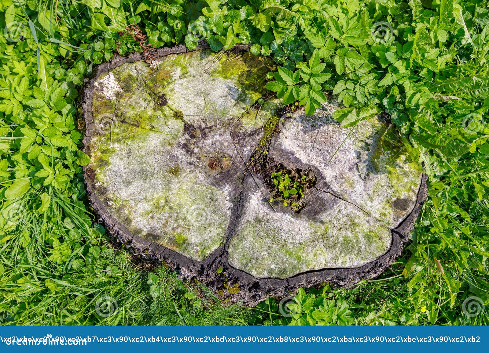 A Rotten Cut of a Tree Covered with Fungus and Mold in a Clearing ...