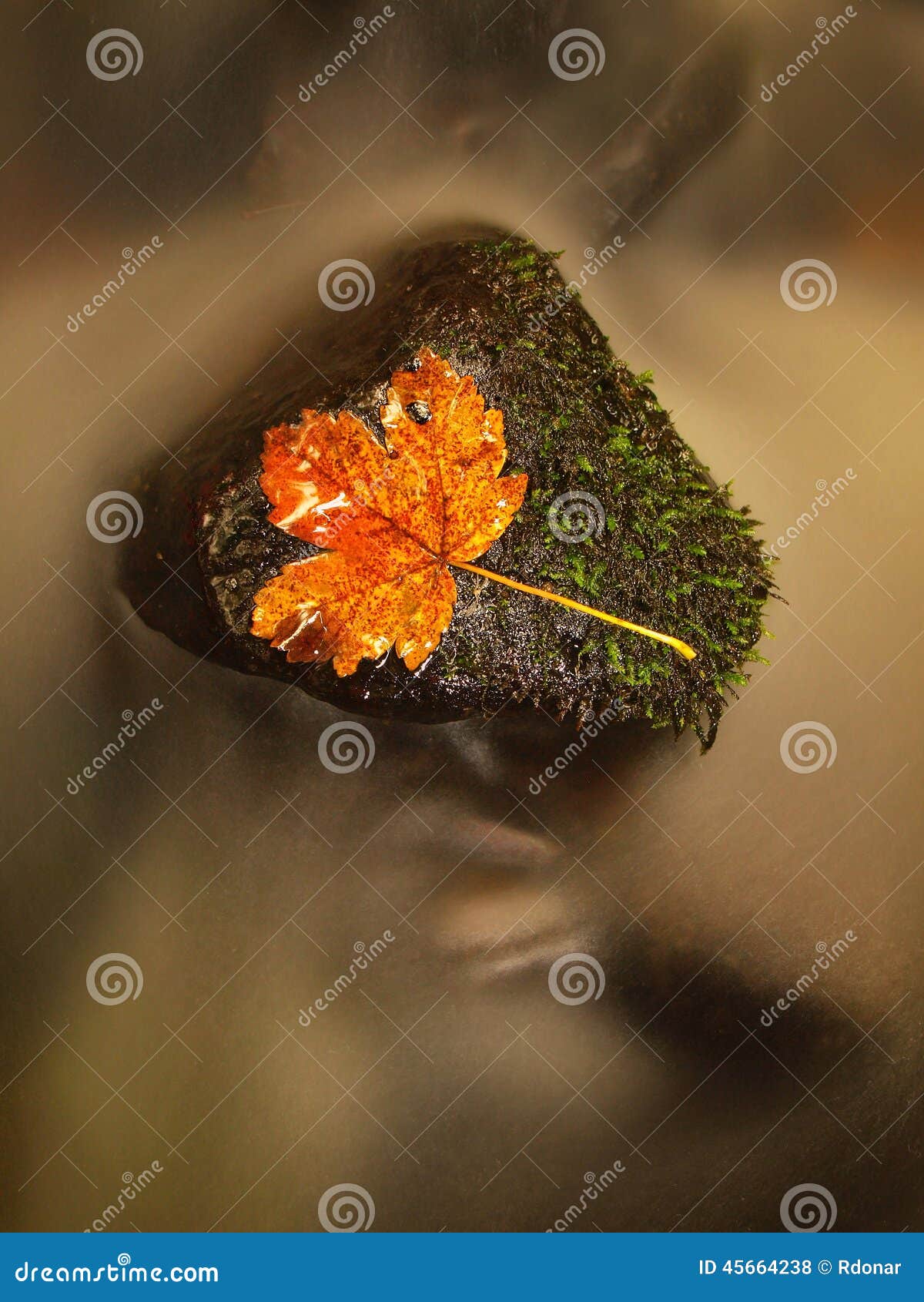 Rotten Dark Orange Maple Leaf in Wavy Stream of Cold Water. Autumn Mood ...