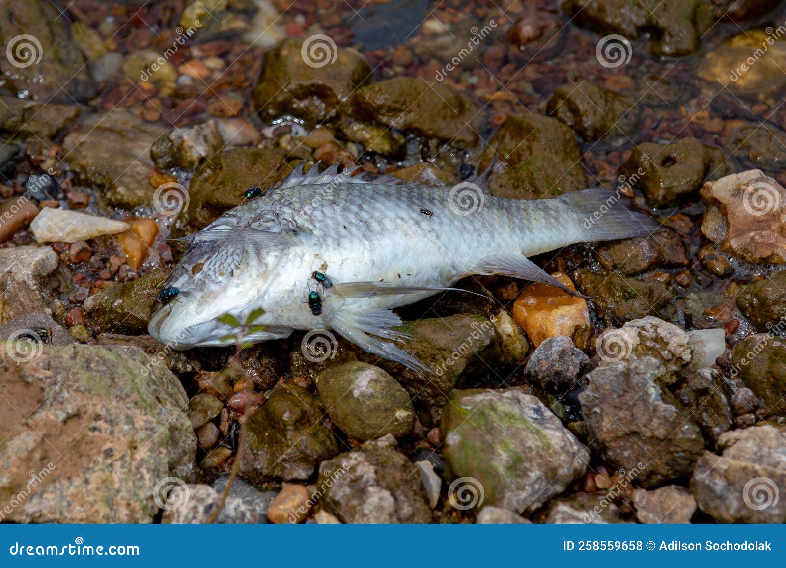 Rotten Dead Fish on the Shore of the Lake with Flies. Stock Photo ...