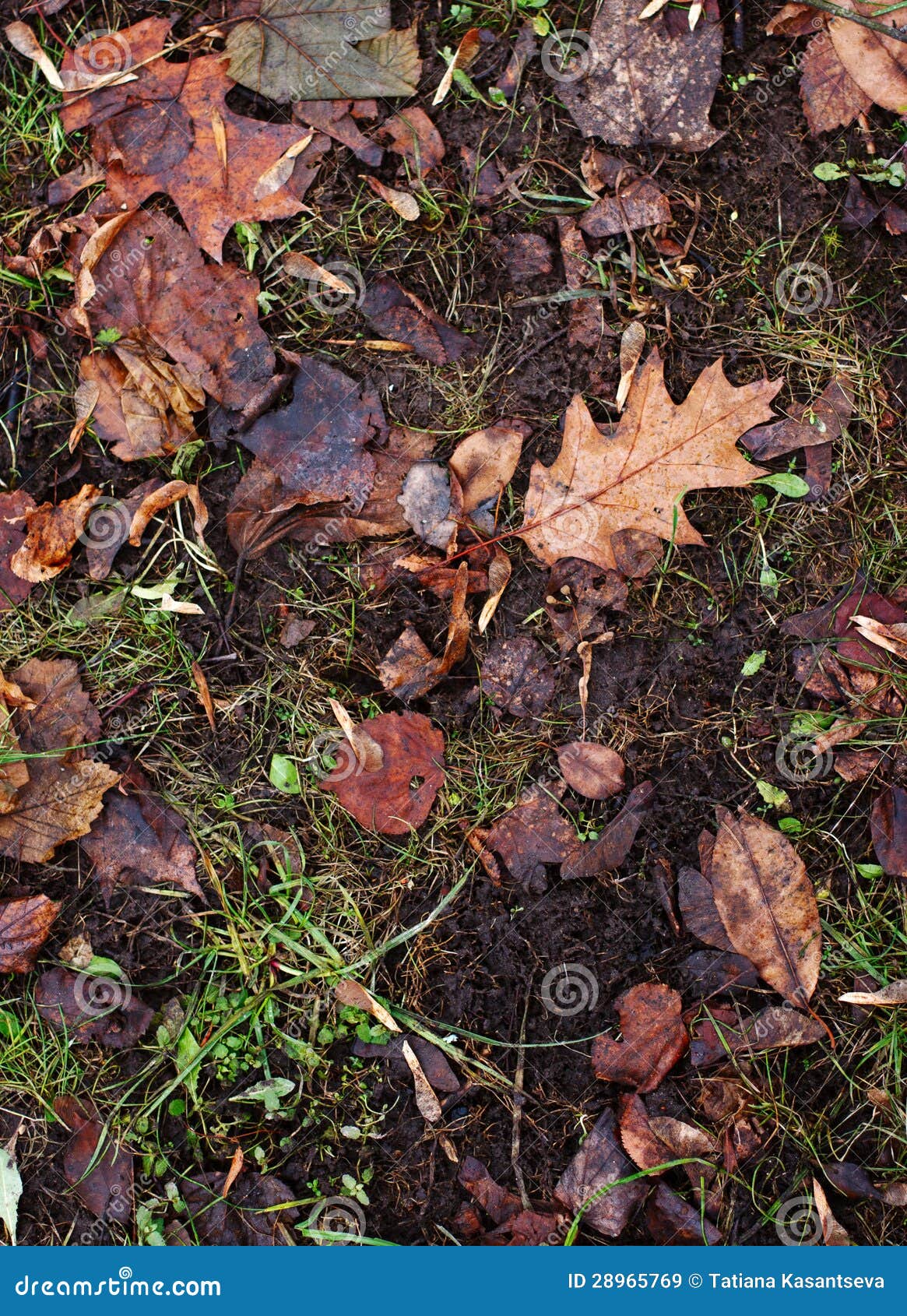Rotten Dead Leaves on Ground. Stock Image - Image of plant, country ...