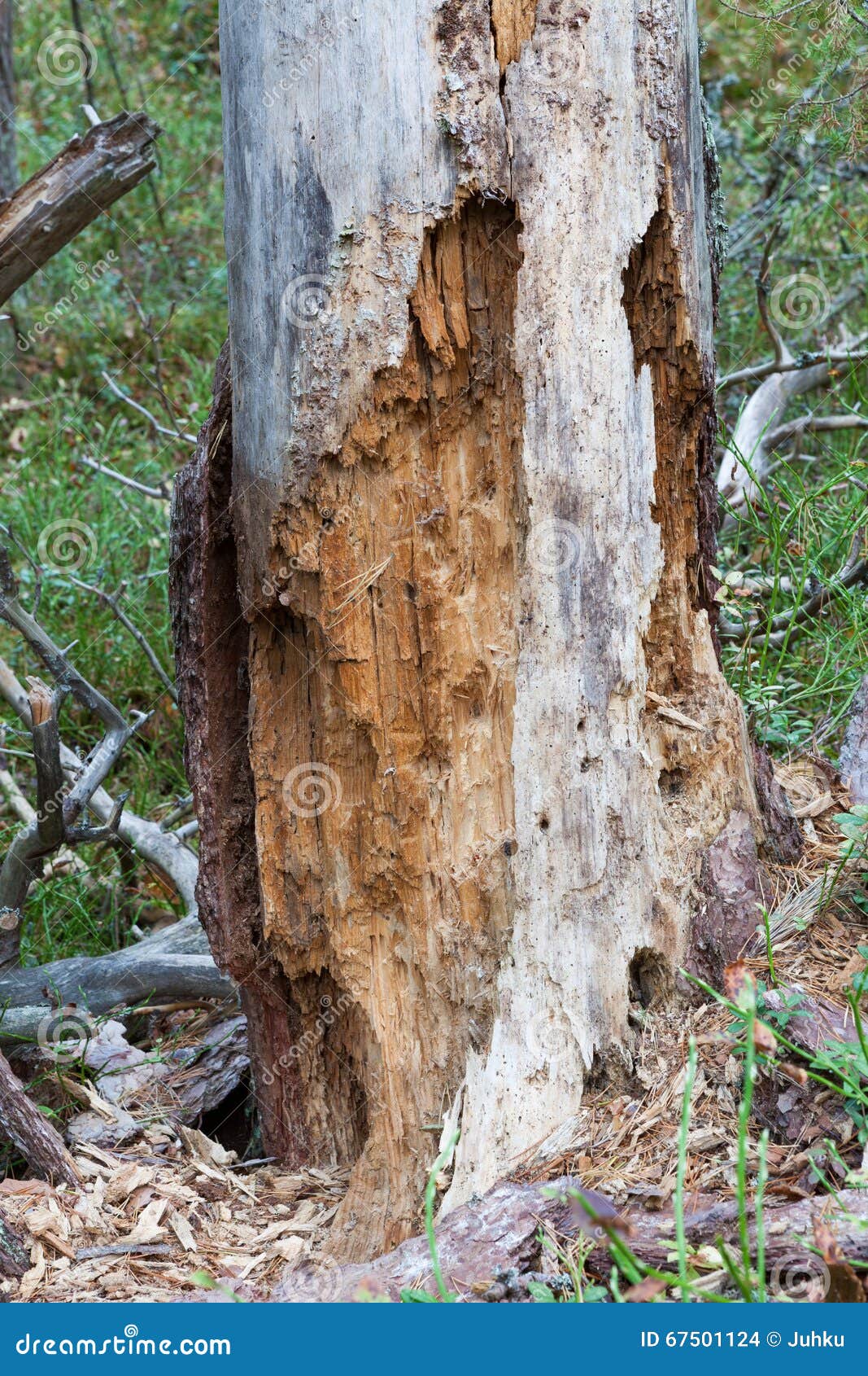Rotten Dead Wood Tree in Forest Stock Photo - Image of death, tree ...