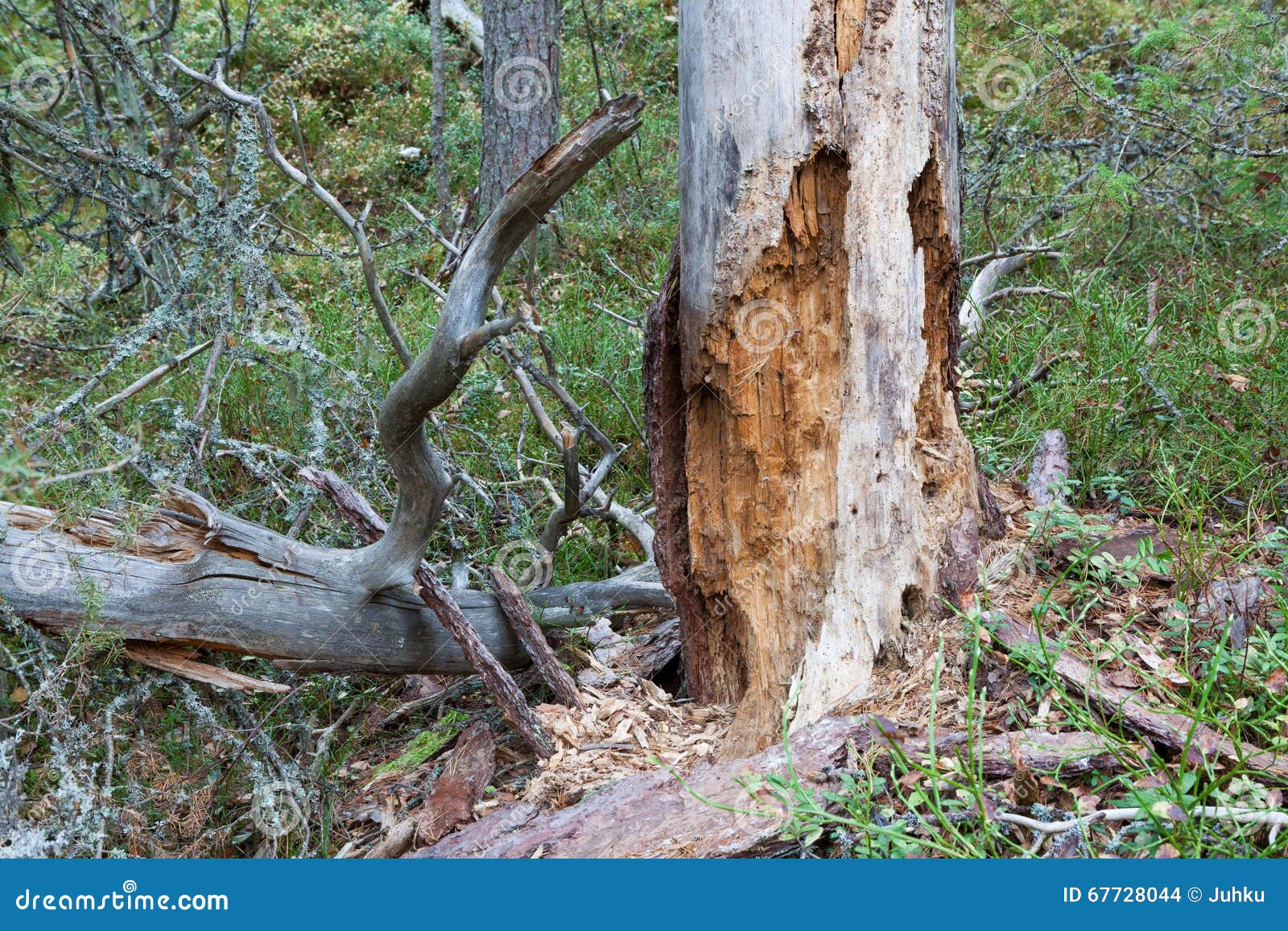 Rotten Dead Wood Tree in Forest Stock Photo - Image of gloomy, dead ...