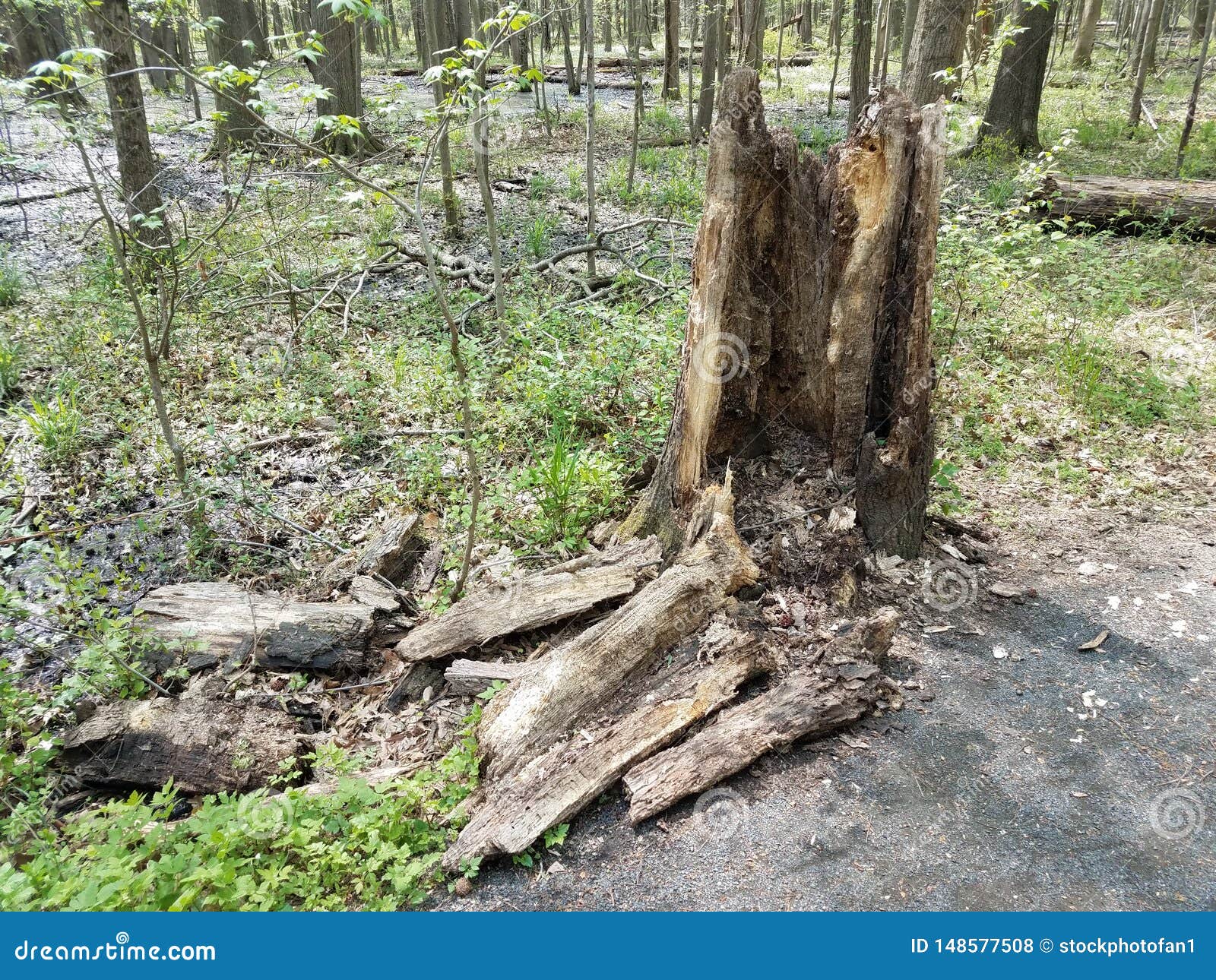Rotten or Decaying Tree in Forest or Woods Stock Photo - Image of decay ...