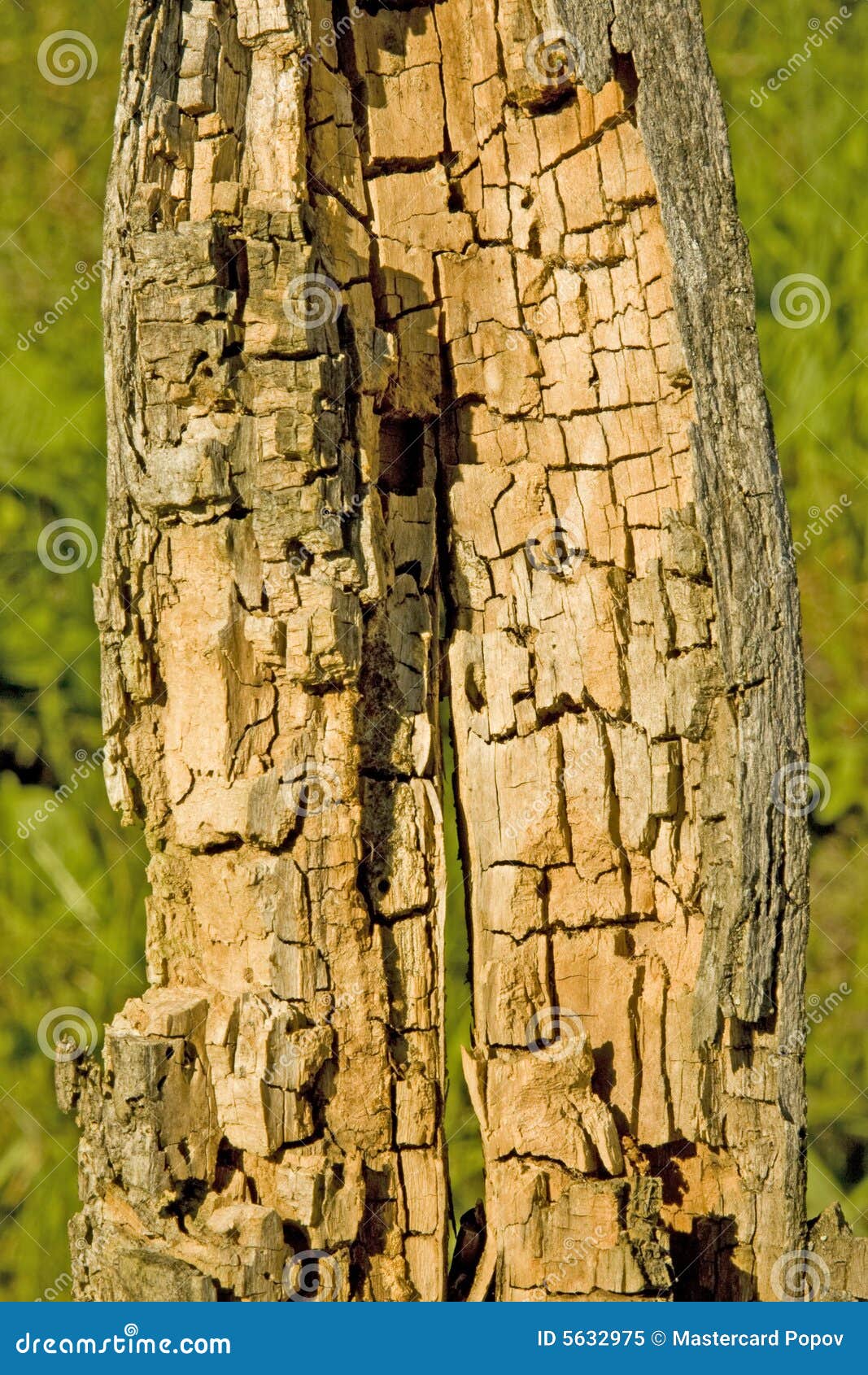 Rotten and Decomposed Oak Wood Stock Image - Image of abstract ...