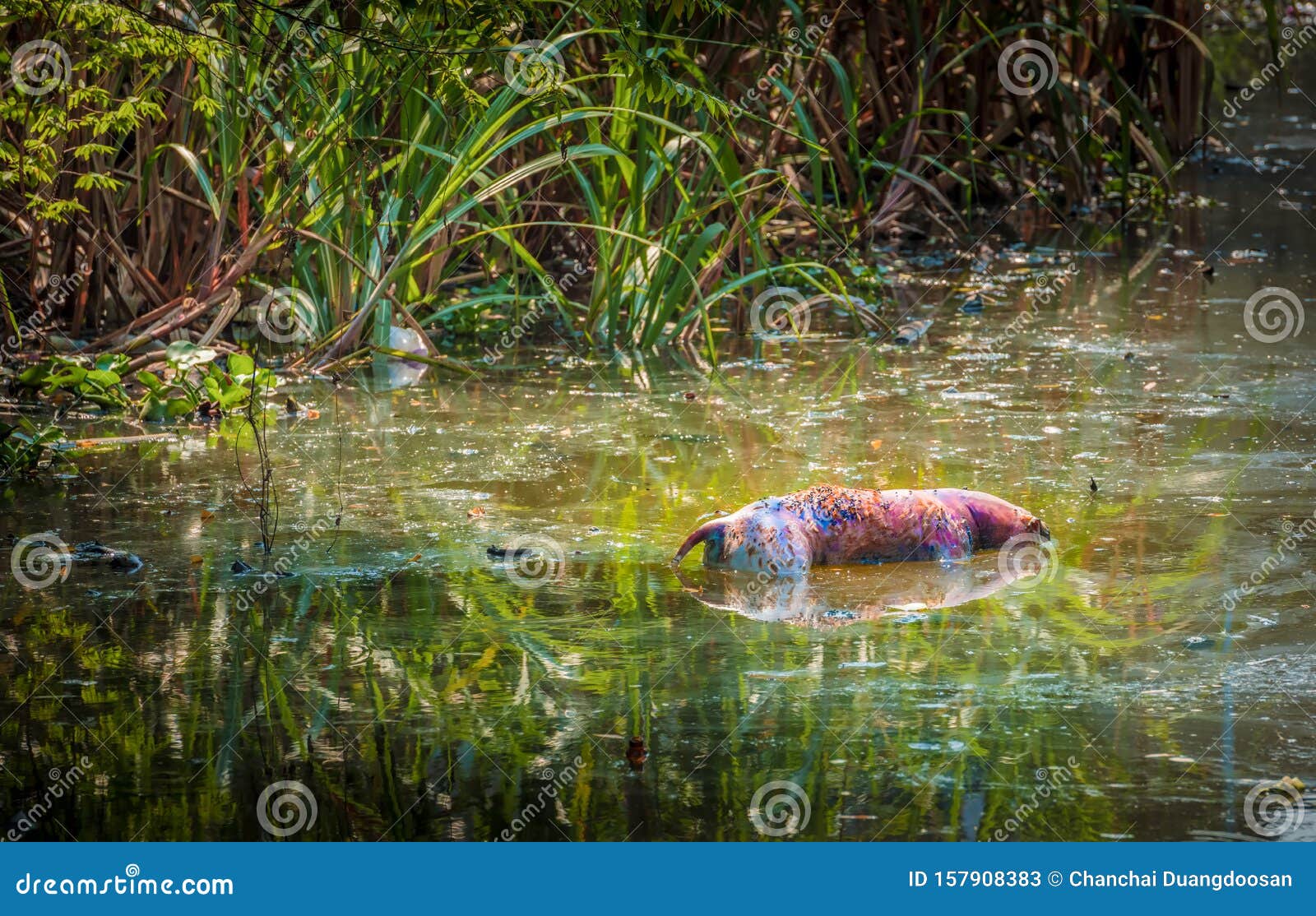 Rotten Dog in the Water Canal Stock Image - Image of outdoor, bubbles ...