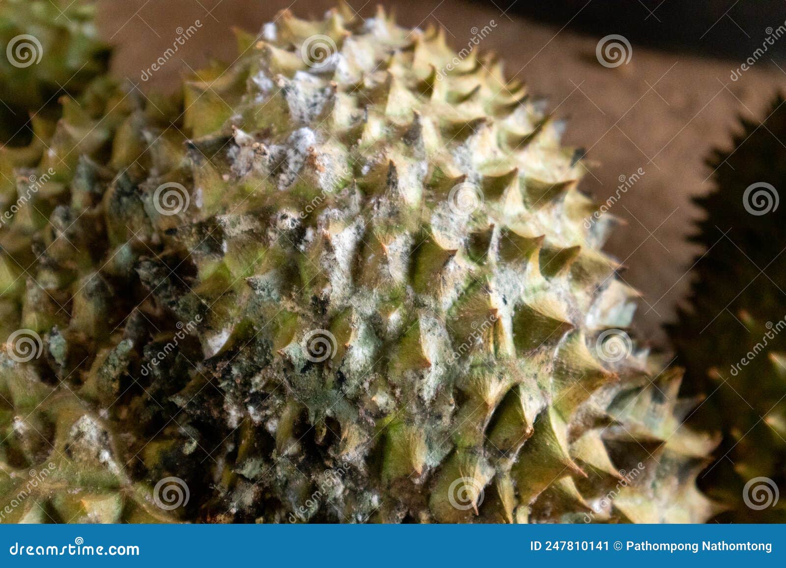 Rotten Durian White Mold Problem Stock Image - Image of growth, asian ...