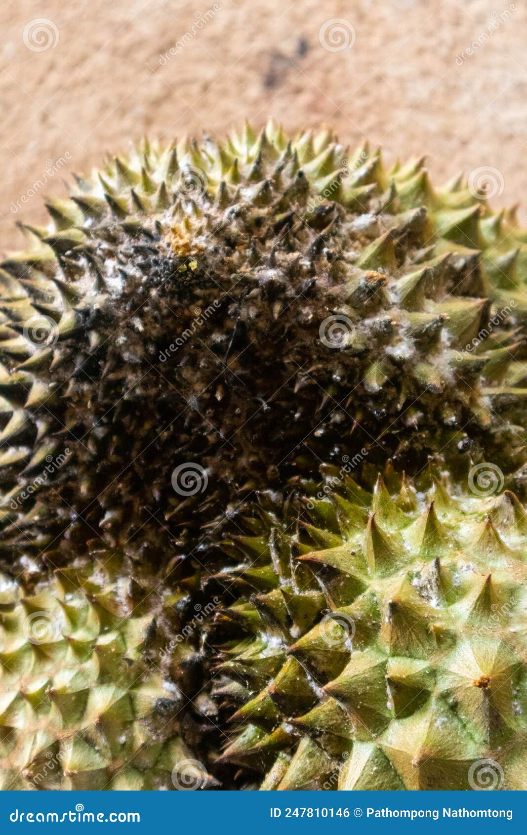 Rotten Durian White Mold Problem Stock Photo - Image of asian, fungus ...