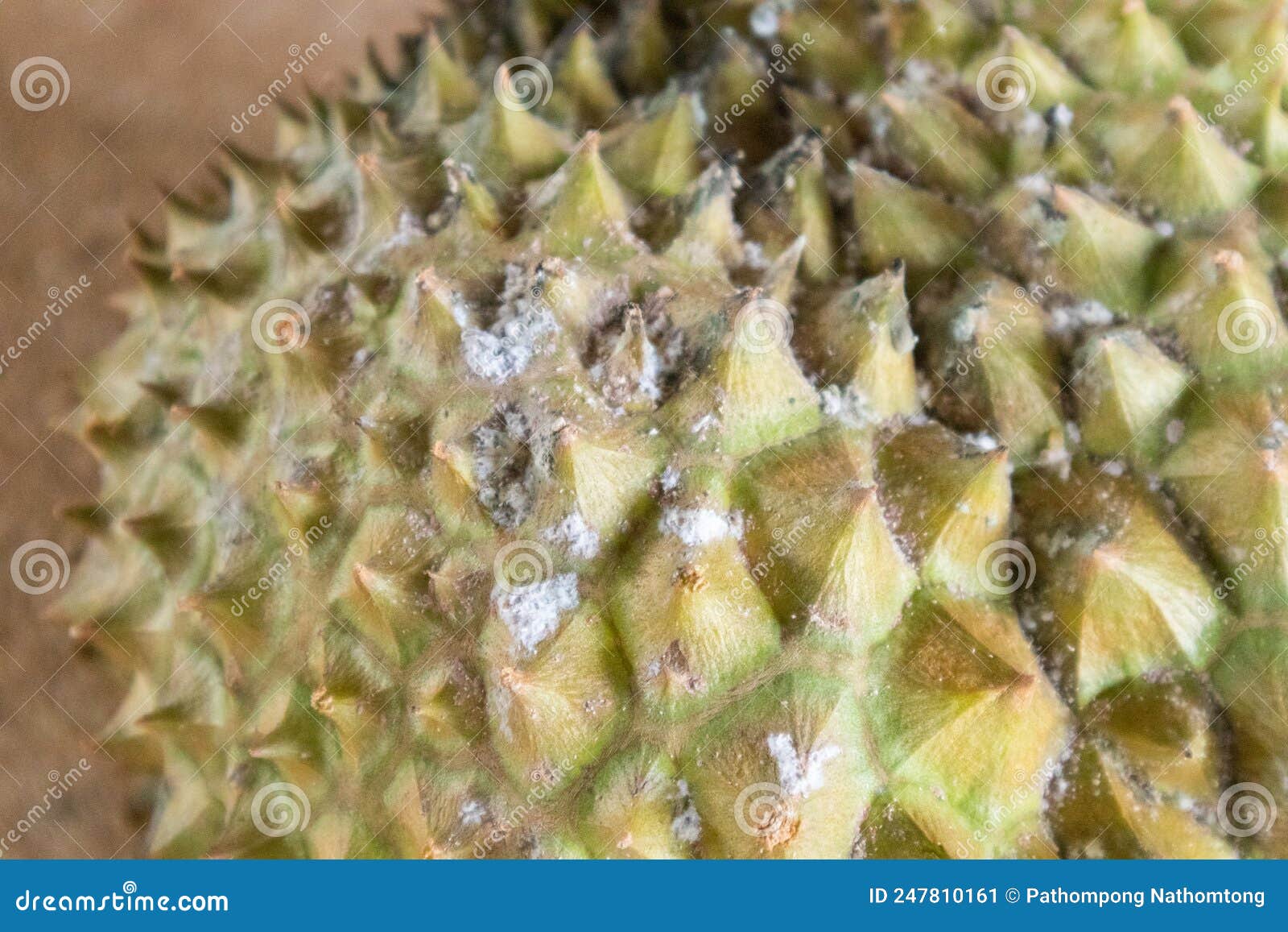 Rotten Durian White Mold Problem Stock Image - Image of fungus, beauty ...