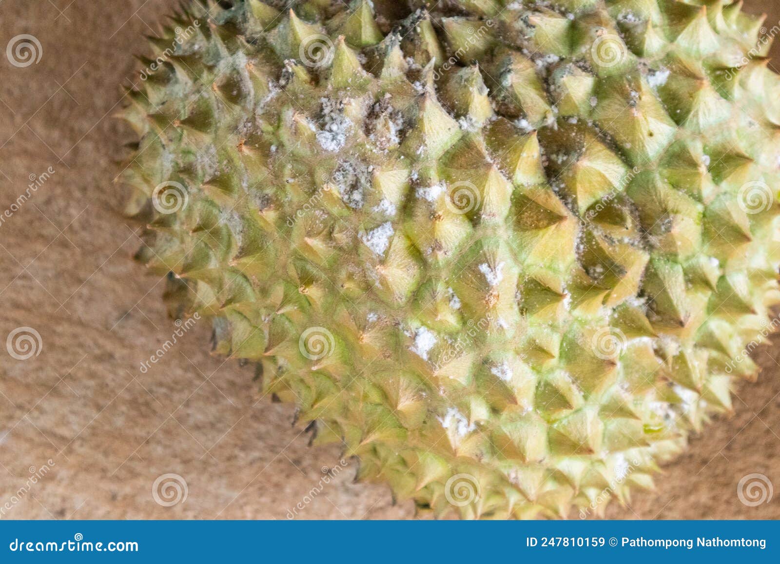 Rotten Durian White Mold Problem Stock Image - Image of rotten, mold ...