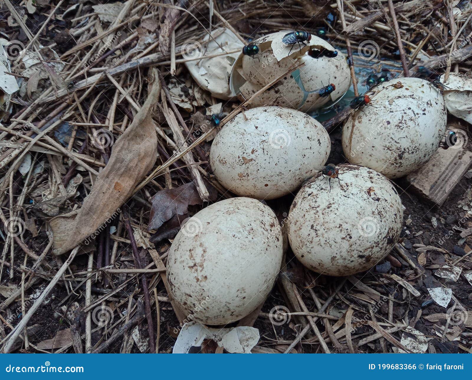 A rotten eggs stock photo. Image of rotten, stink, putrid - 199683366