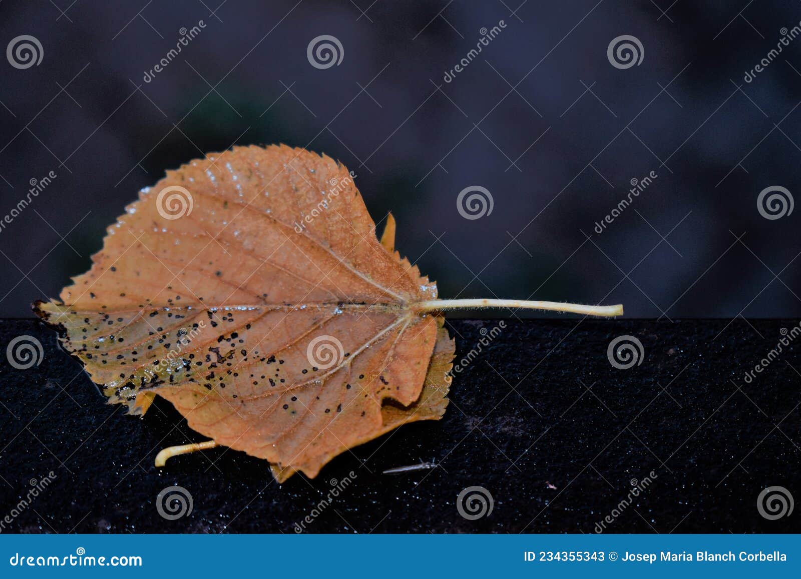 Rotten leaf with bug marks stock image. Image of compost - 234355343