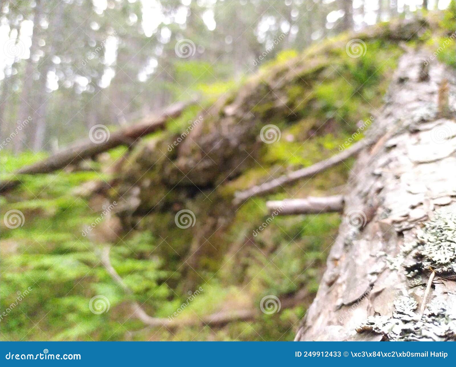 Rotten Fallen Pine Tree Photo for Background Stock Image - Image of ...
