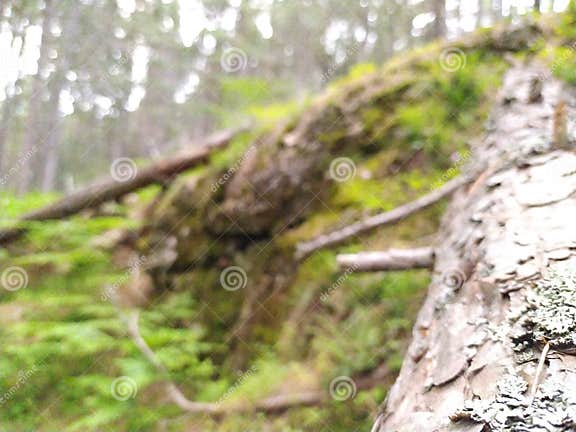 Rotten Fallen Pine Tree Photo for Background Stock Image - Image of ...