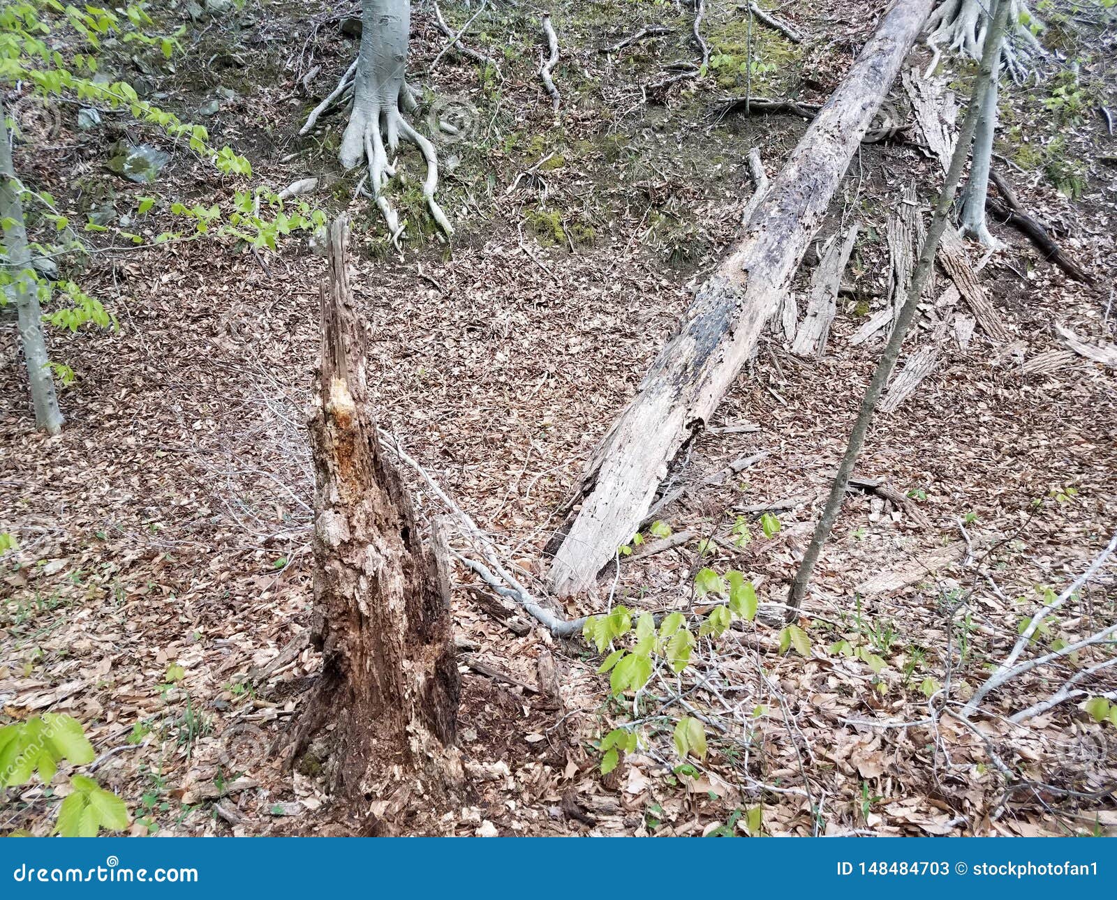 Rotten or Fallen Tree with Brown Leaves in Forest or Woods Stock Image ...